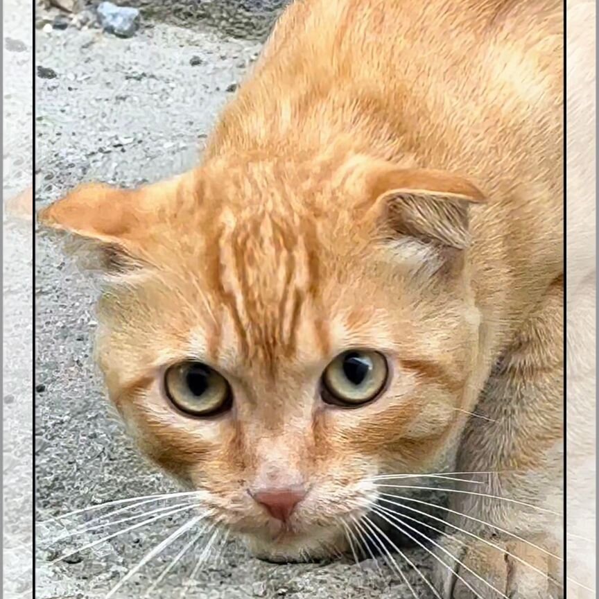 Красивый рыжий, вислоухий котик в добрые руки