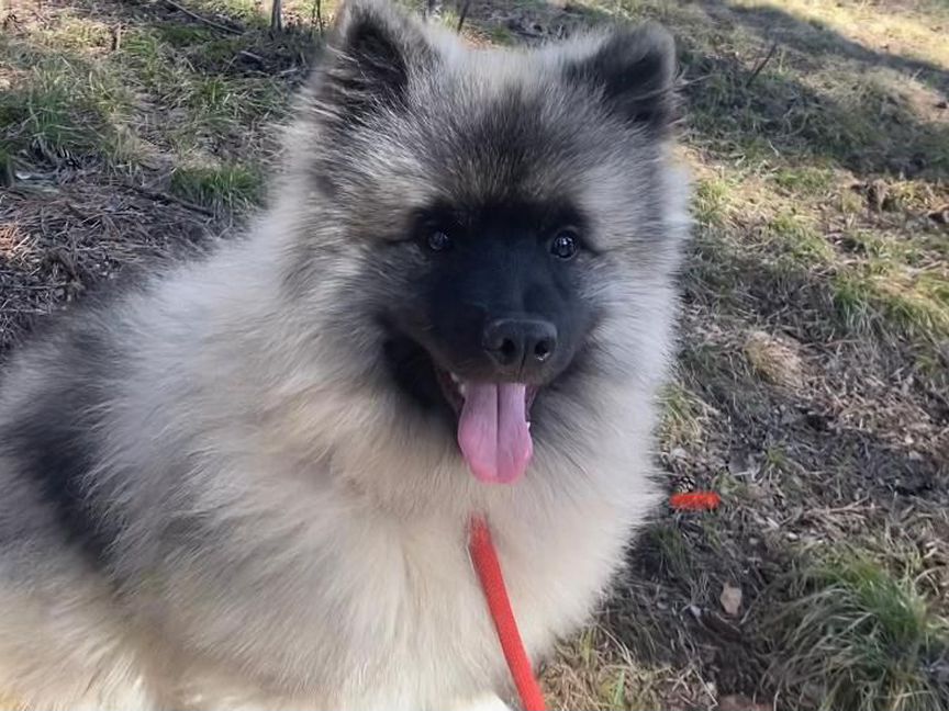 Красивый кеесхонд/ вольфшпиц в добрый дом