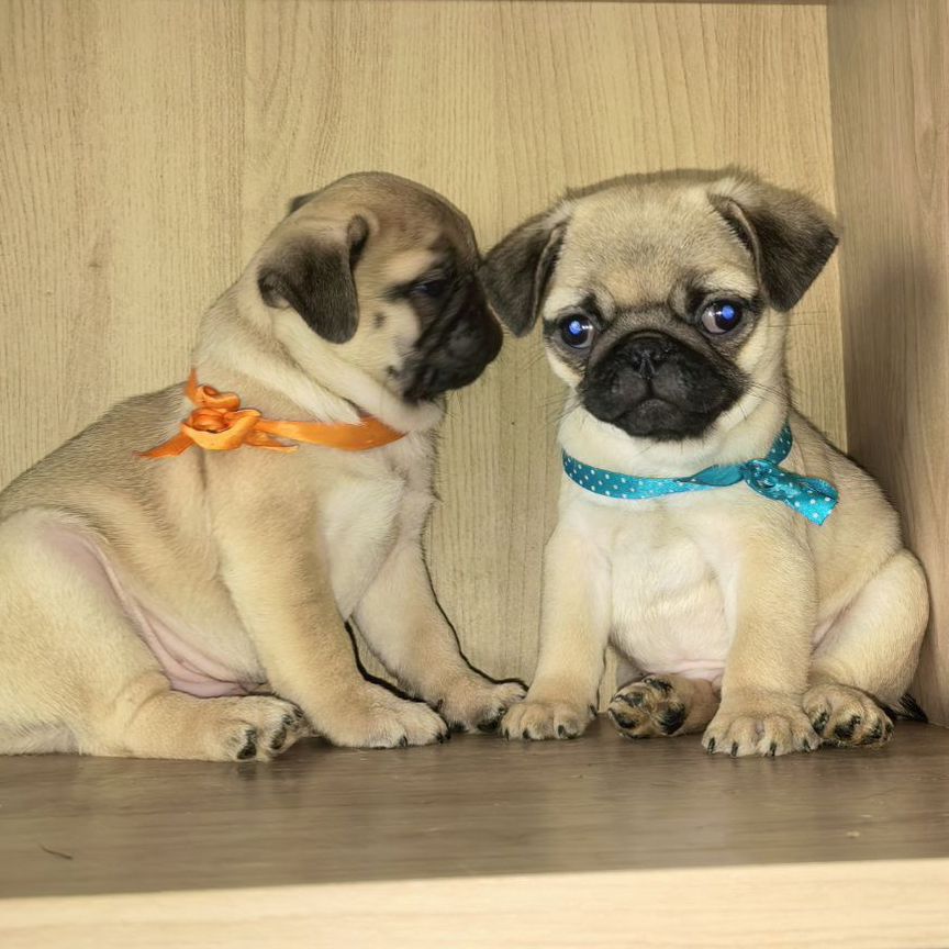 Мопс, щенок