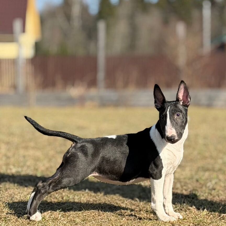 Мини-бультерьер, щенок