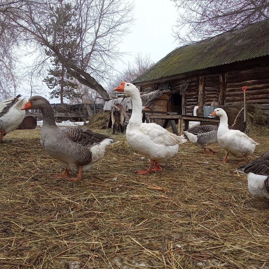 Гуси на племя и на мясо