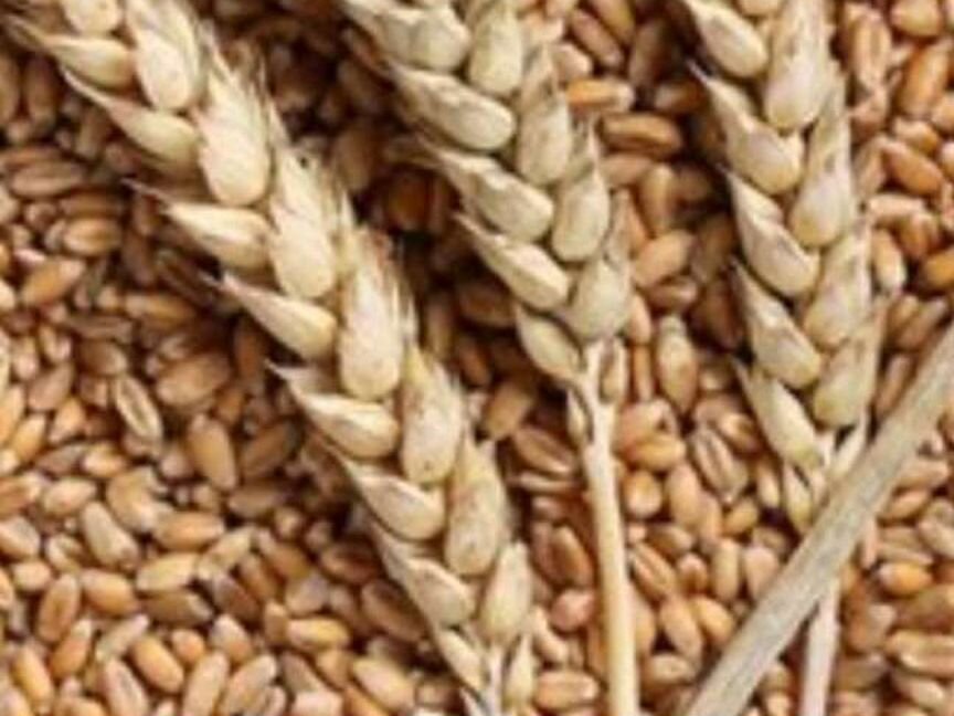 Пшеница, комбикорм, макуха