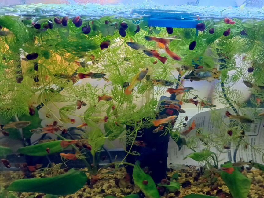 Аквариумные рыбки гуппи