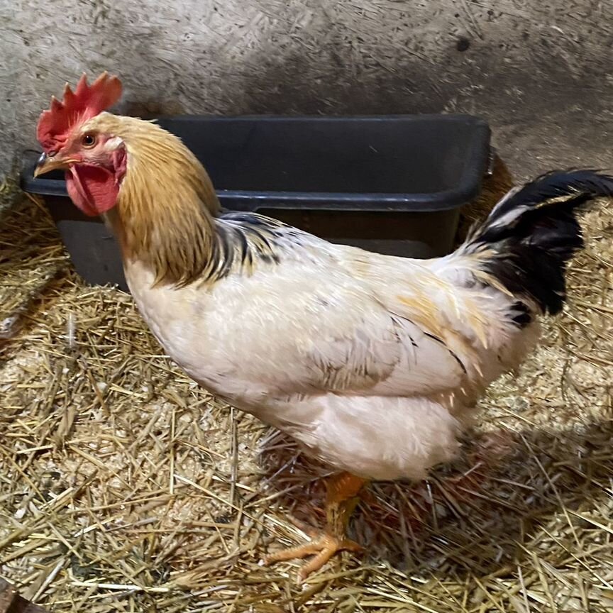 Молодые петухи чешские доминанты