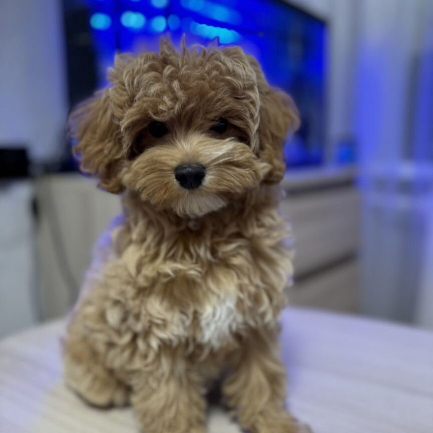 Мальтипу f1 mini