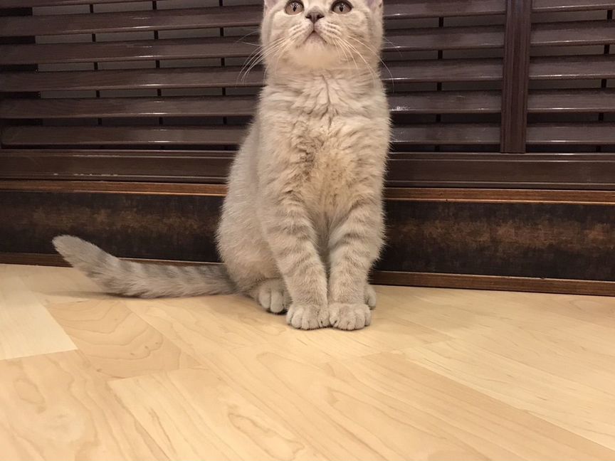 Шотландские котята