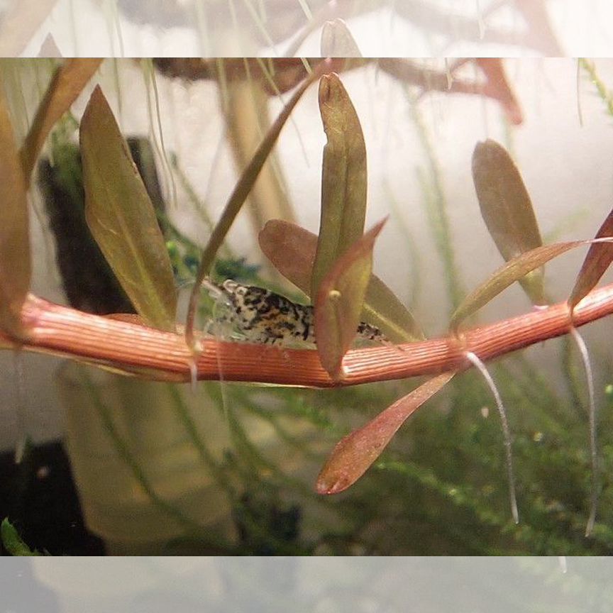 Аквариумные креветки