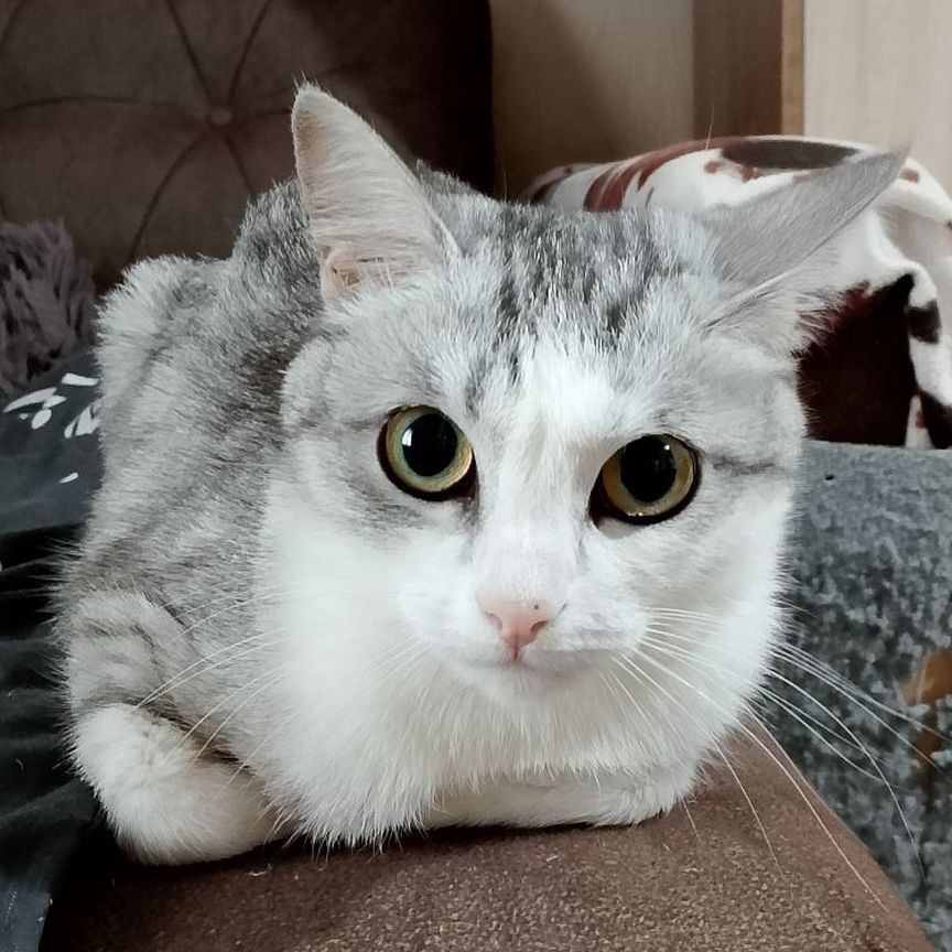 Шотландская прямоухая длинношёрстная кошка, взрослая