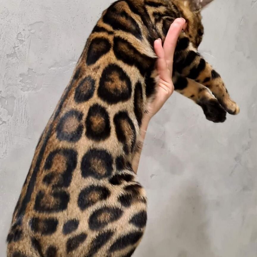 Бенгальская кошечка