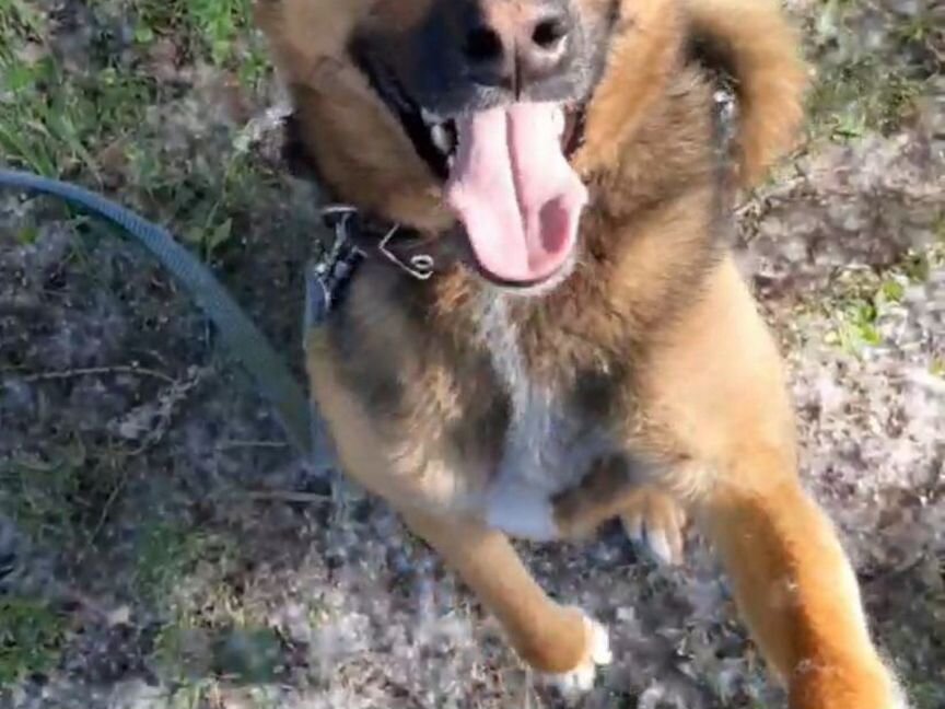 Собака в добрые руки