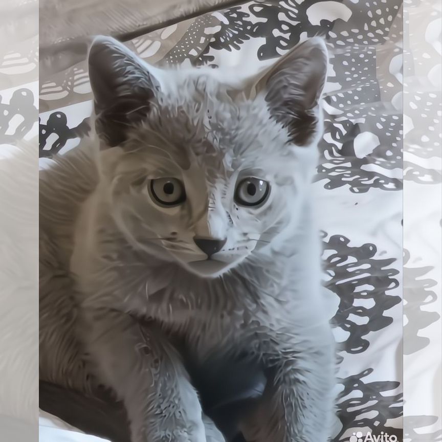 Русский голубой котёнок