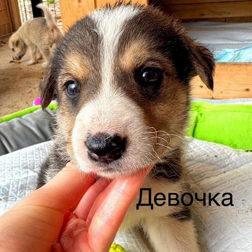 Щенки