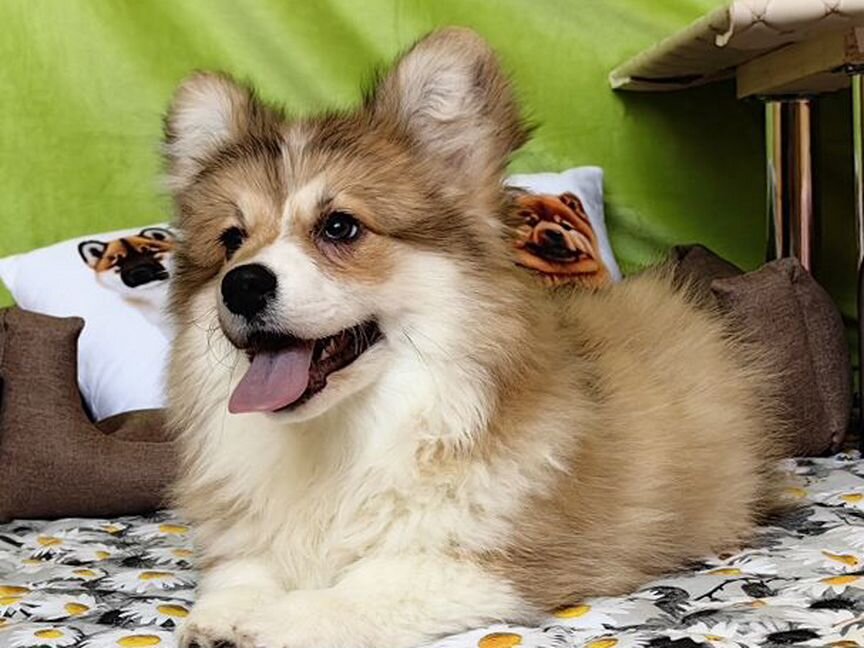 Подольское направ-ние. Флаффи. Вельш Корги Пемброк