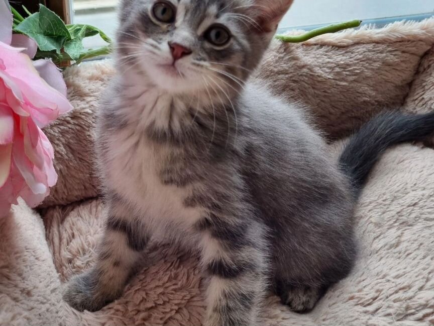 Ласковый смелый котенок Чиж
