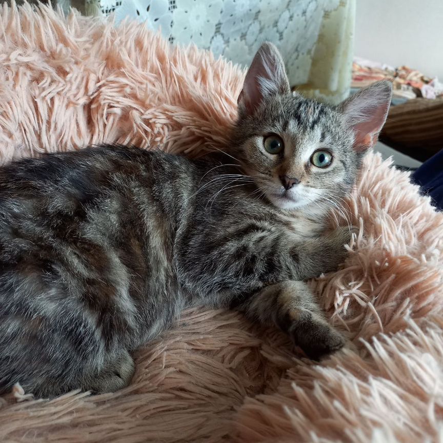 Котенок девочка в добрые руки