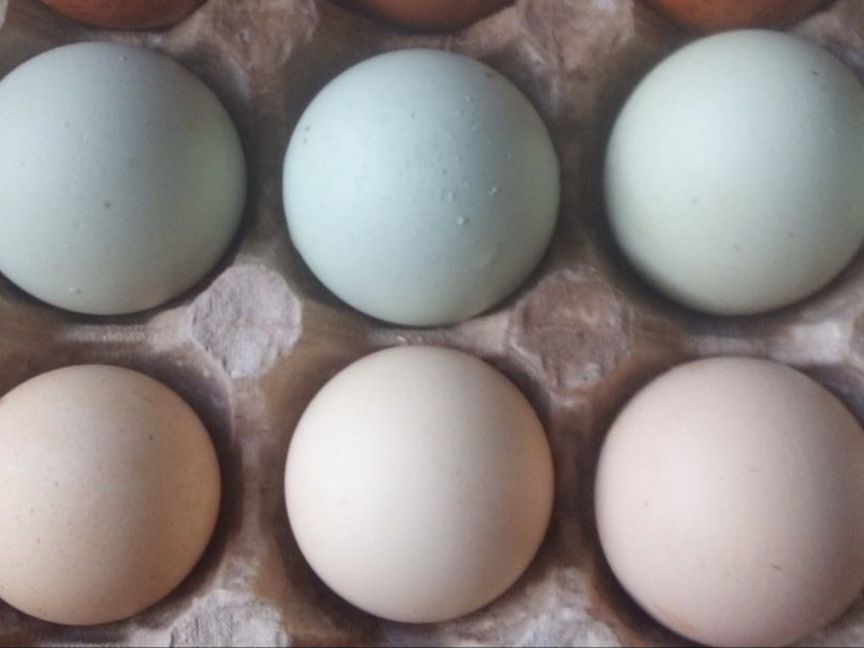 Инкубационное яйцо амераукана