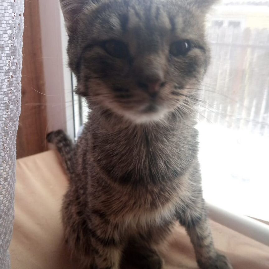Знакомьтесь кот с Дофамином 1год