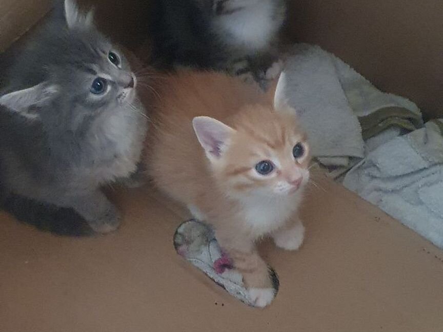 Котята в добрые руки