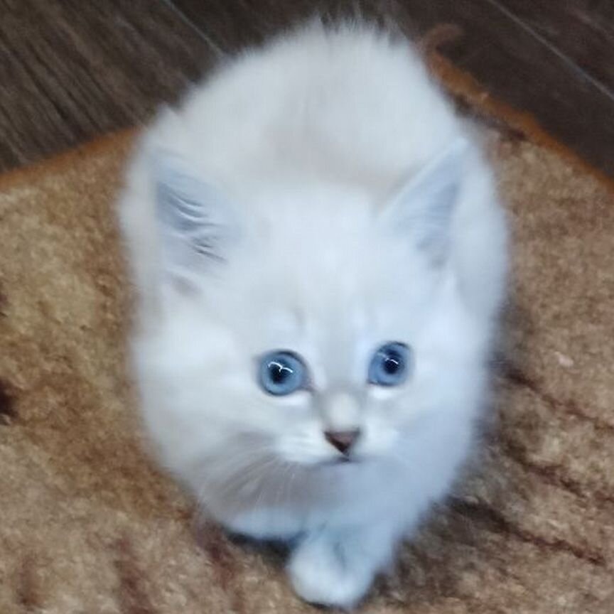 Котенок в добрые руки