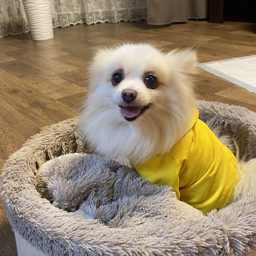 Девочка шпиц