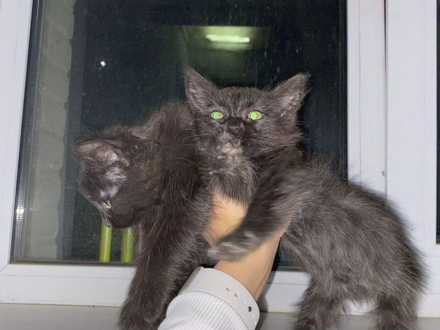 Черный пушистый котенок