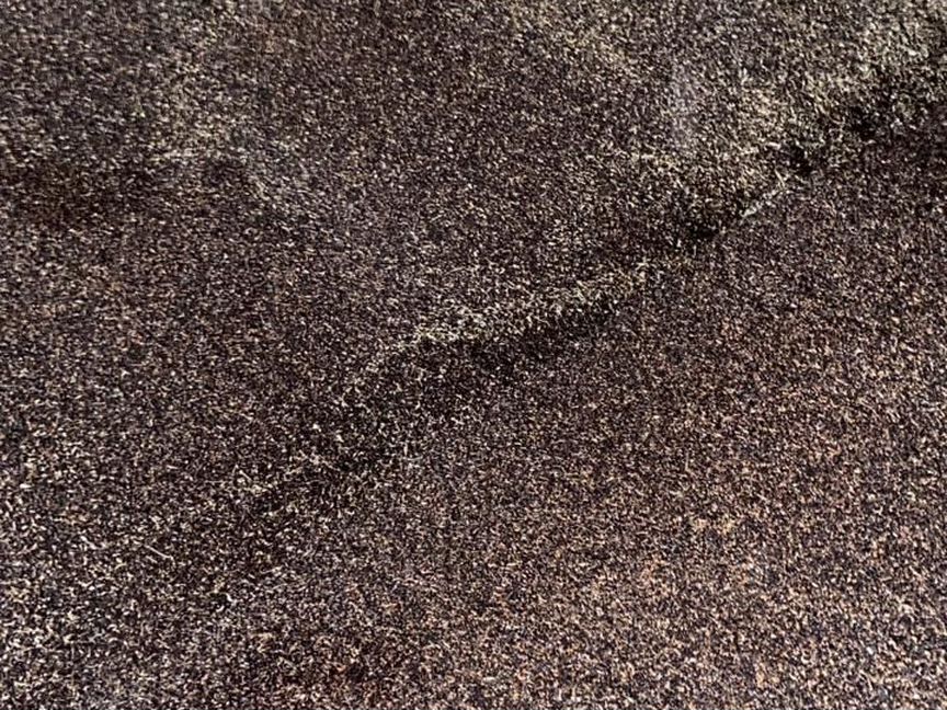 Семена просо суданка