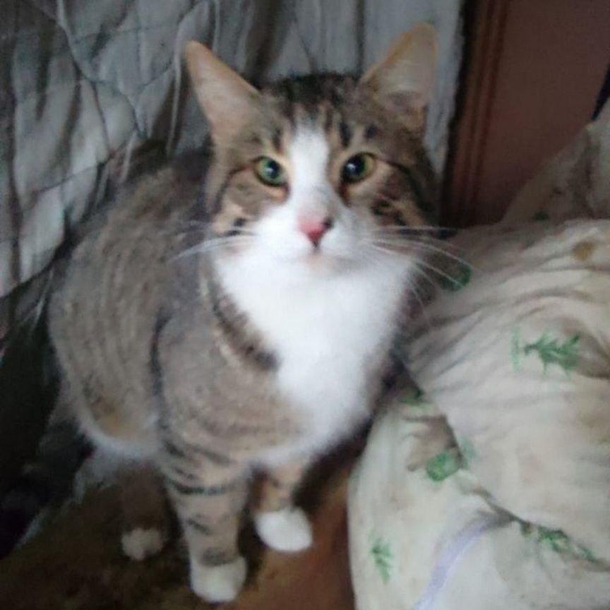 Котик в добрые руки