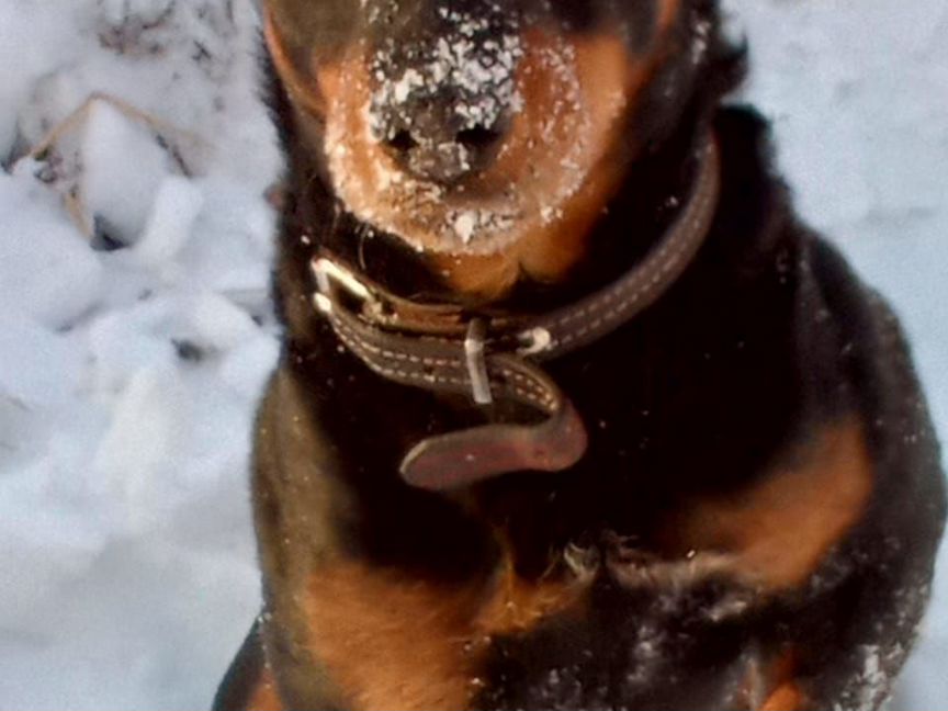 Ягдтерьер вязка