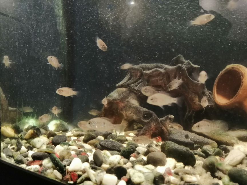 Рыба Берюзовая Акара