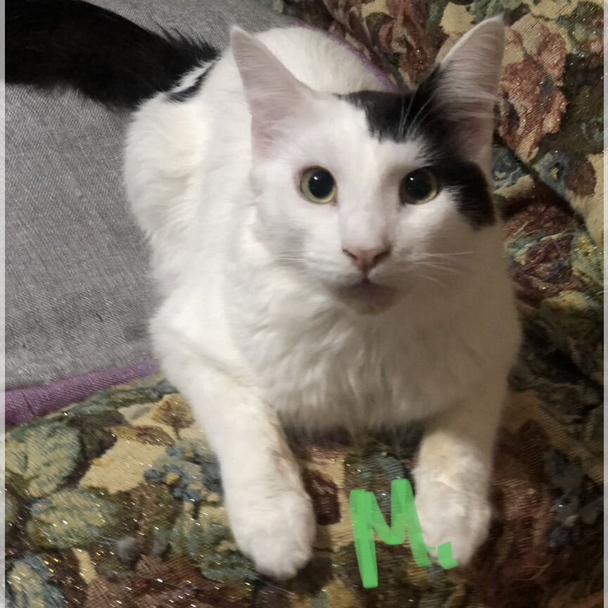 Мейн-кун котёнок