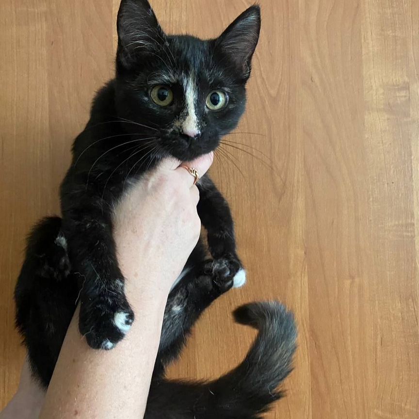 Бонечка котенок-совенок
