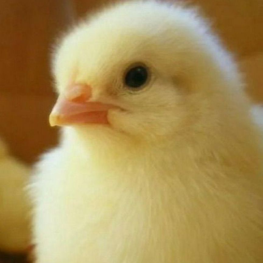 Цыплята Петушки