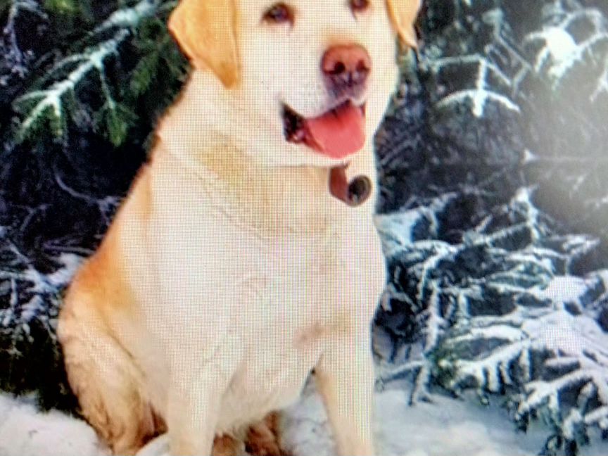 Отдам лабрадора в добрые руки