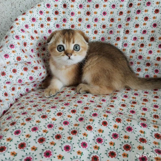 Золотая шиншиллка. Мальчик и девочка. Доставка