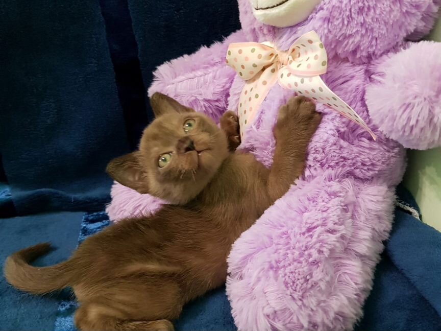 Бурманские котятки