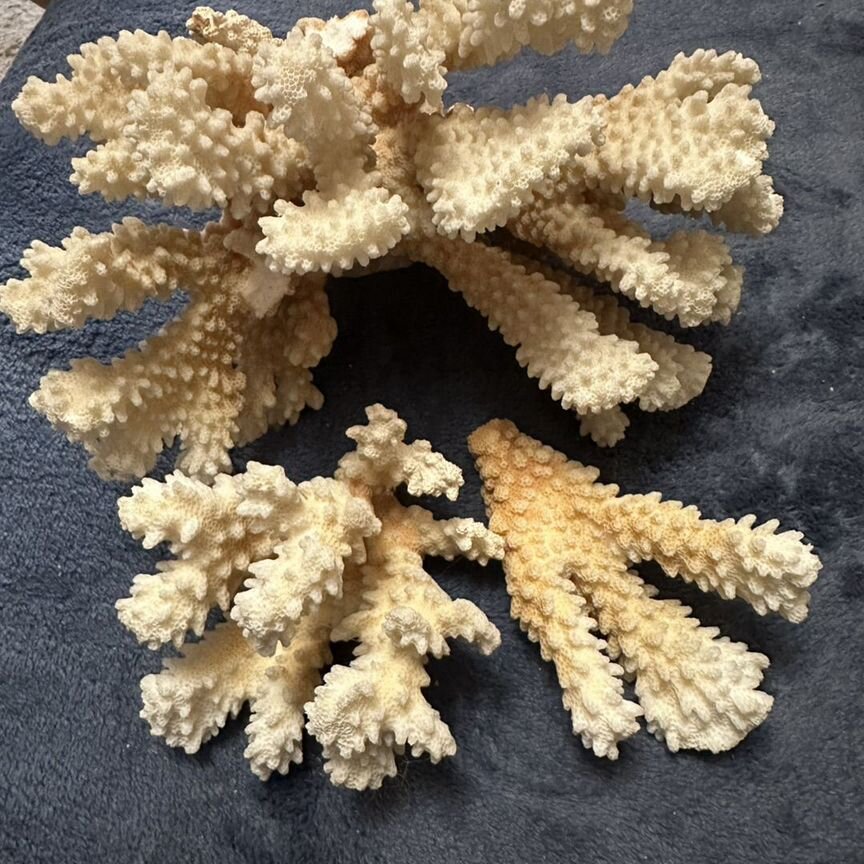 Живые кораллы