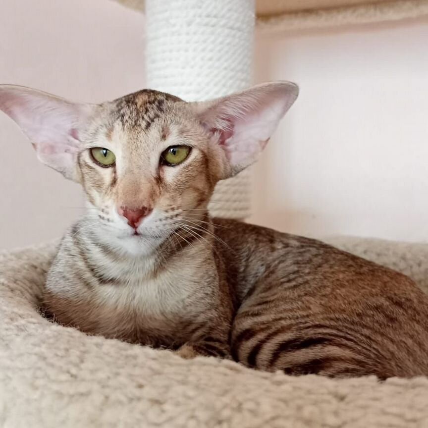 Ориентальная кошка