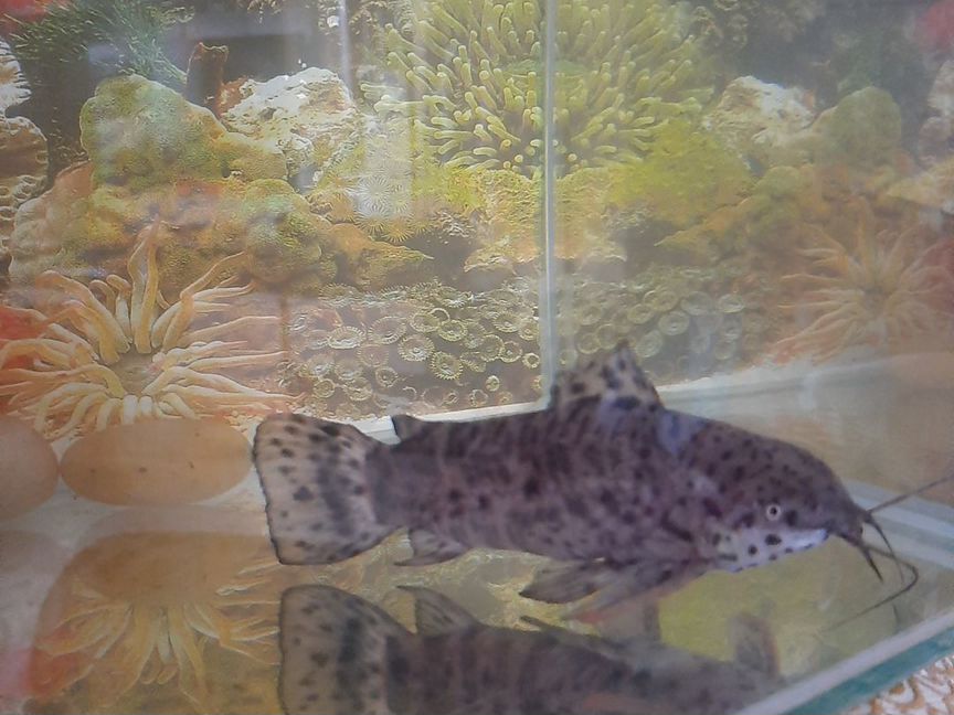 Аквариумные рыбки сомики