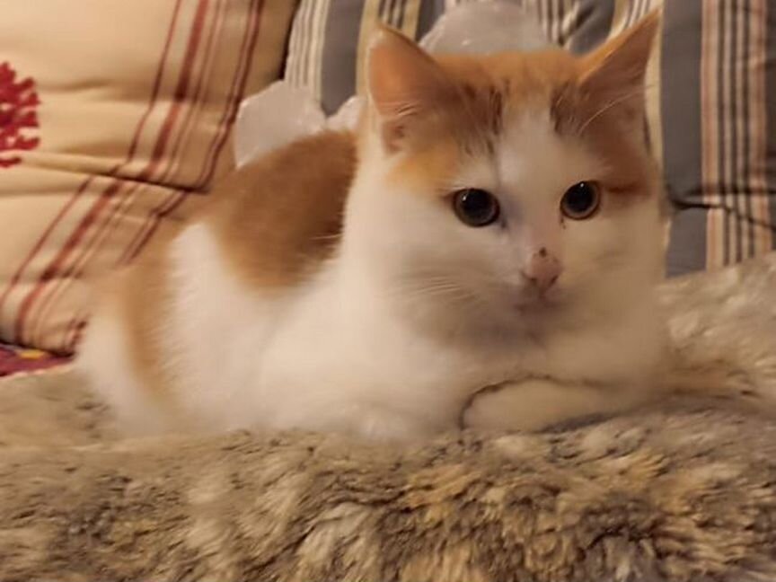 Котенок девочка в хорошие руки