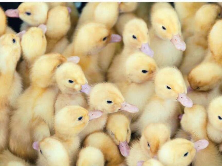 Утята мясные скороспелка, муларды