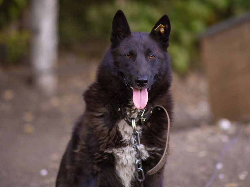 Собака лайка в добрые руки