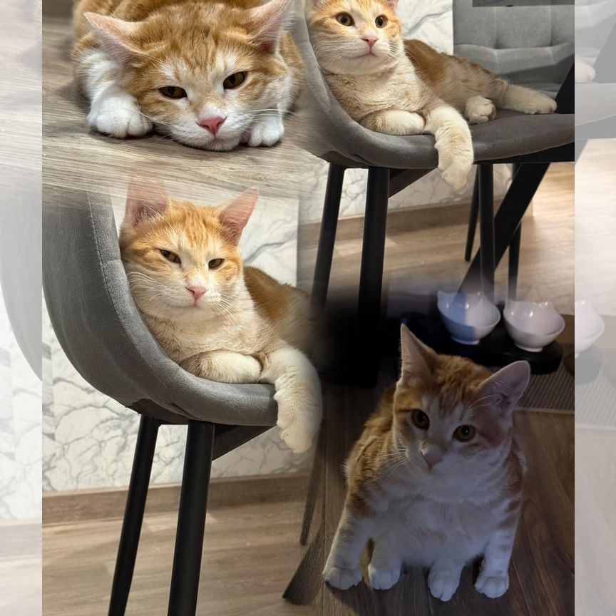 Курильский бобтейл короткошёрстный, взрослый кот