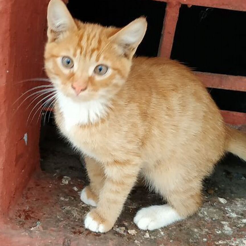 Котёнок в добрые руки