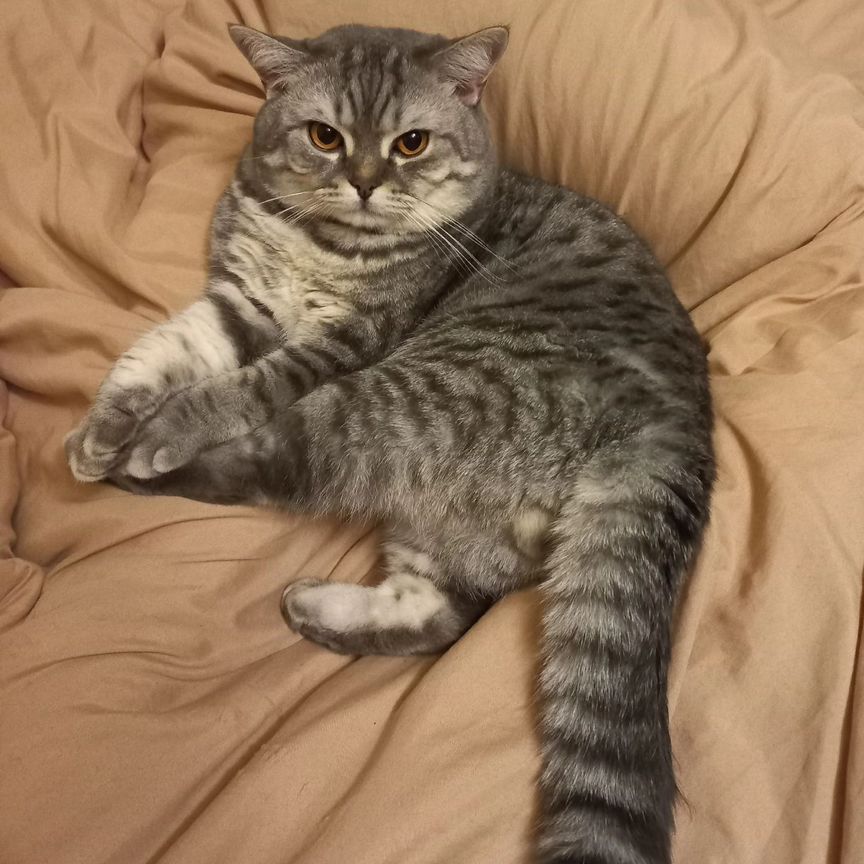 Отдам кота в добрые руки
