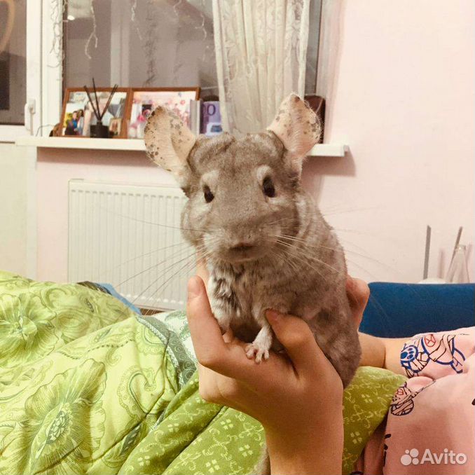 Отдам шиншиллу