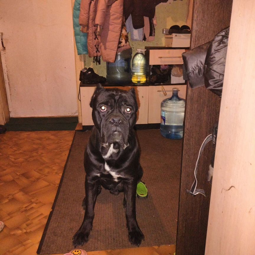 Итальянский Кане Корсе