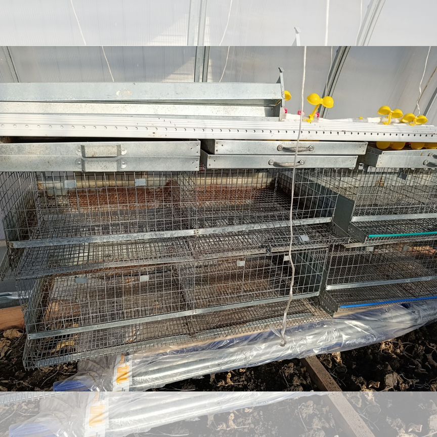 Клетки для перепелов бу