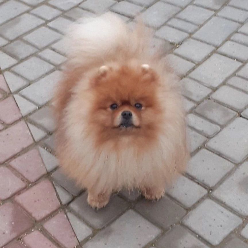 Померанский шпиц
