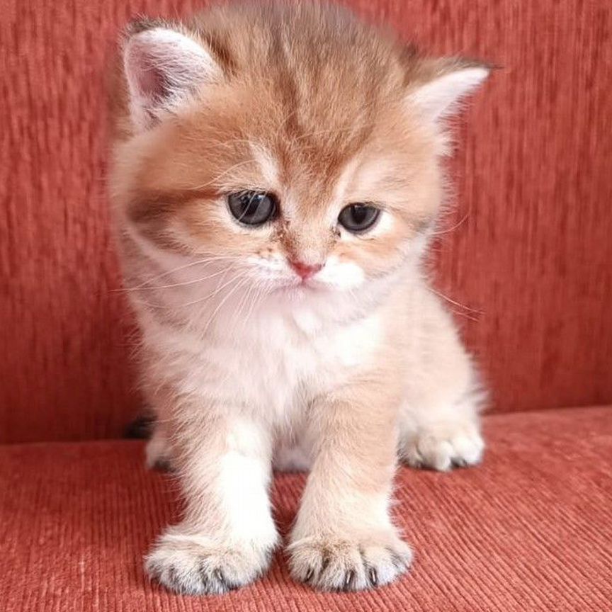 Шотландские котята