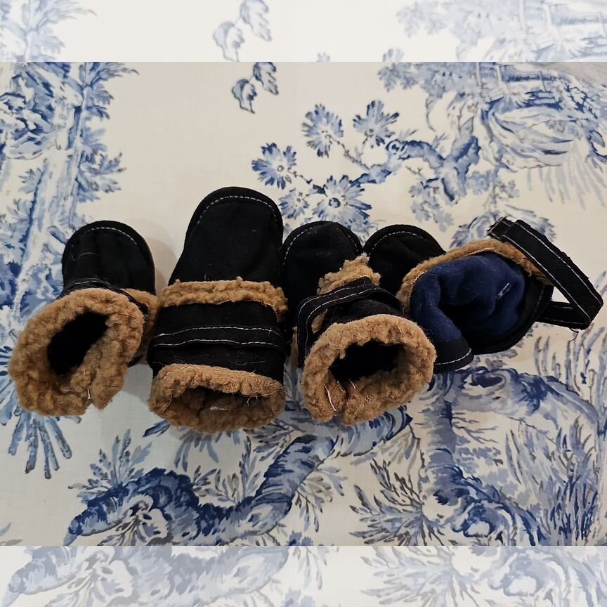 Зимняя обувь для собак